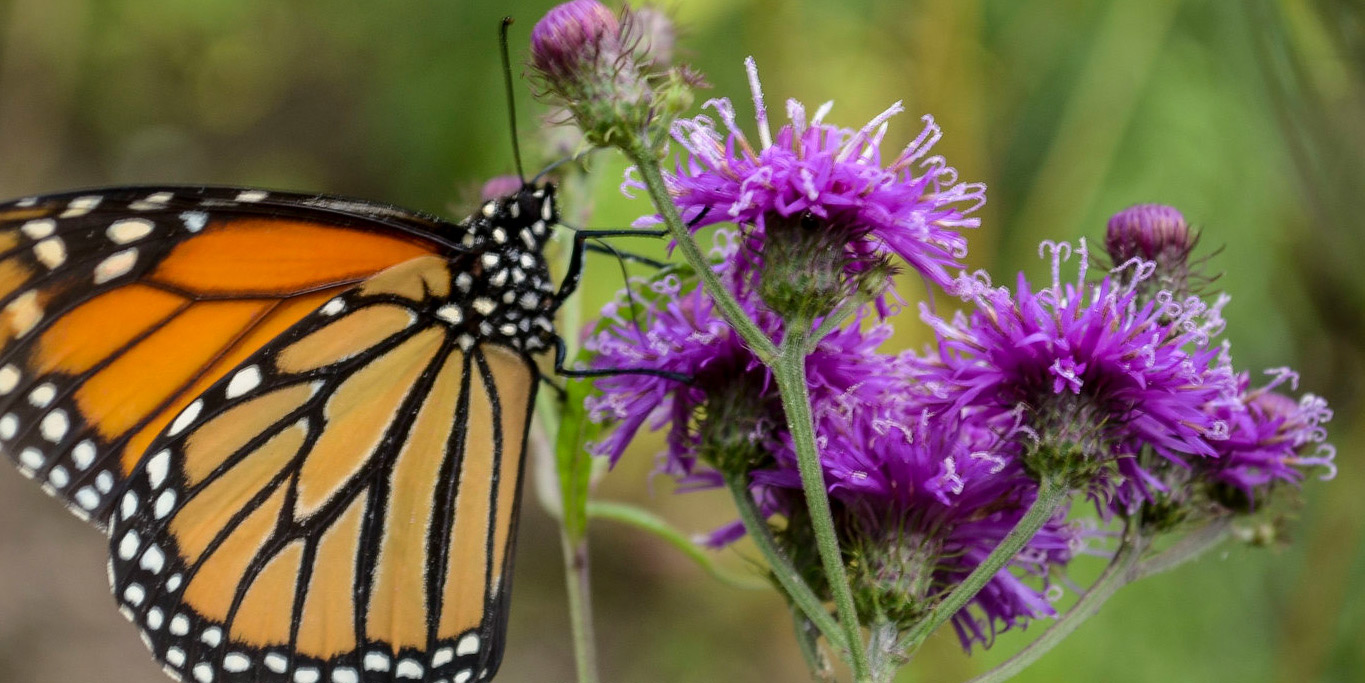 Our Projects | DC Natives